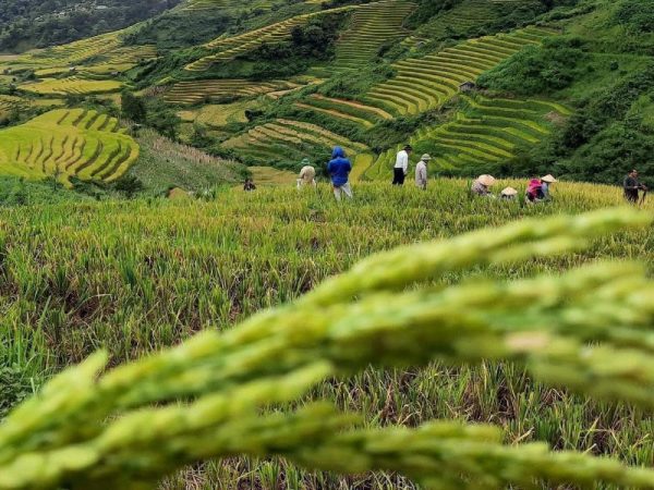 Rượu Đòng Đòng Nếp Non – Uống Không Đau Đầu! - FarmZone