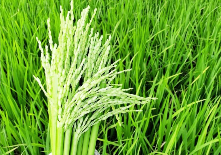 Rượu Đòng Đòng Nếp Non – Uống Không Đau Đầu! - FarmZone